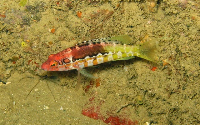 Artes de Pesca: LOS SERRANIDAE