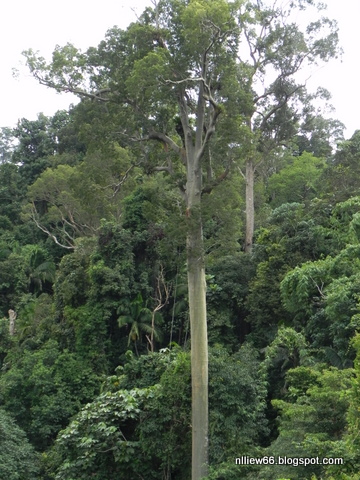 NL LIEW's Blog: Magnificent Koompassias of Betau Valley