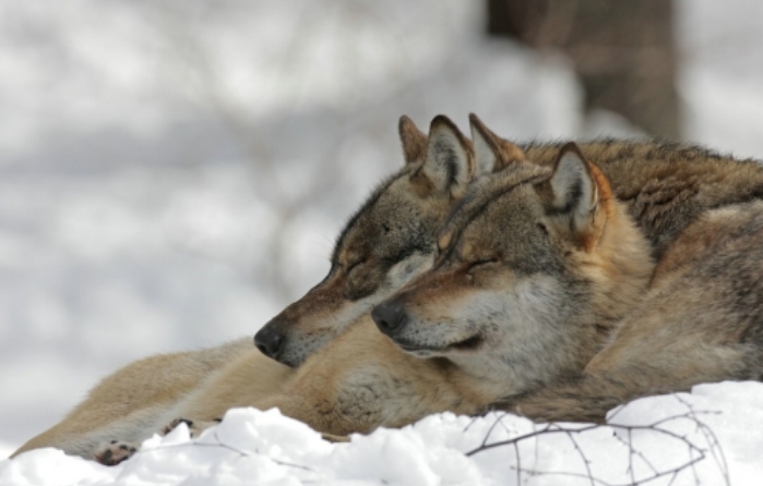White Wolf : Wolves Cuddling Together For Warmth Will Melt Your Heart