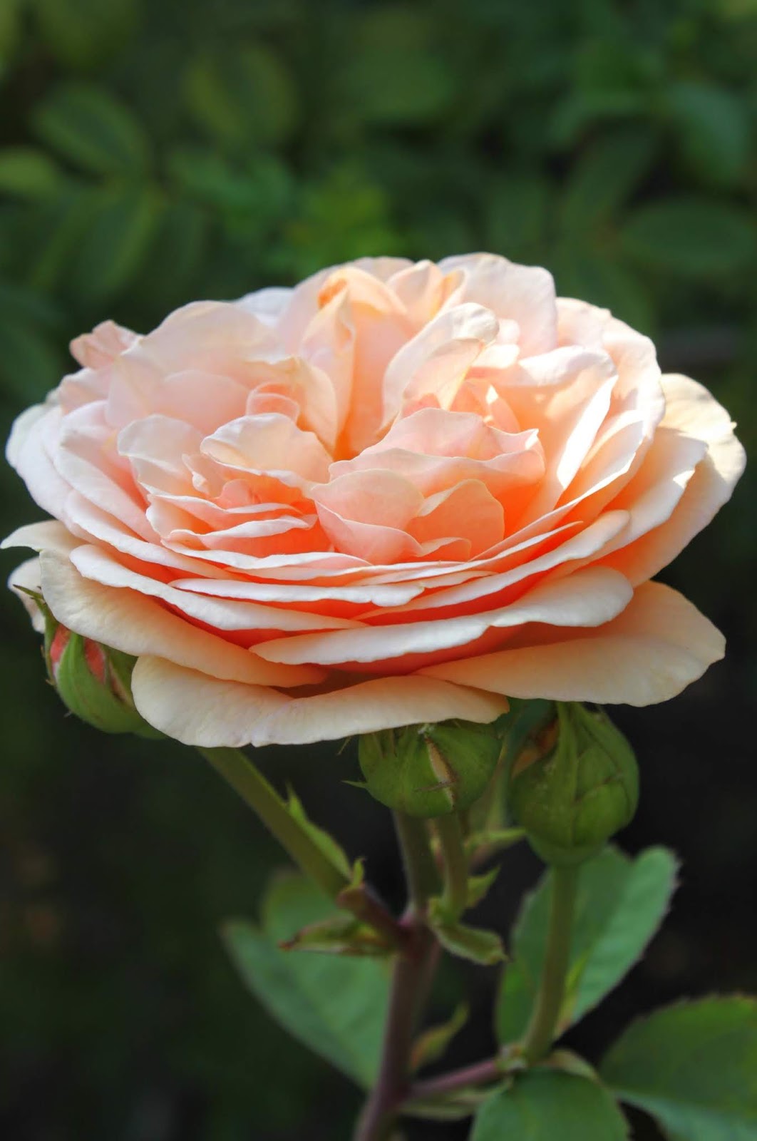 Widow's Endorphins: David Austin, The Godfather of the English Rose