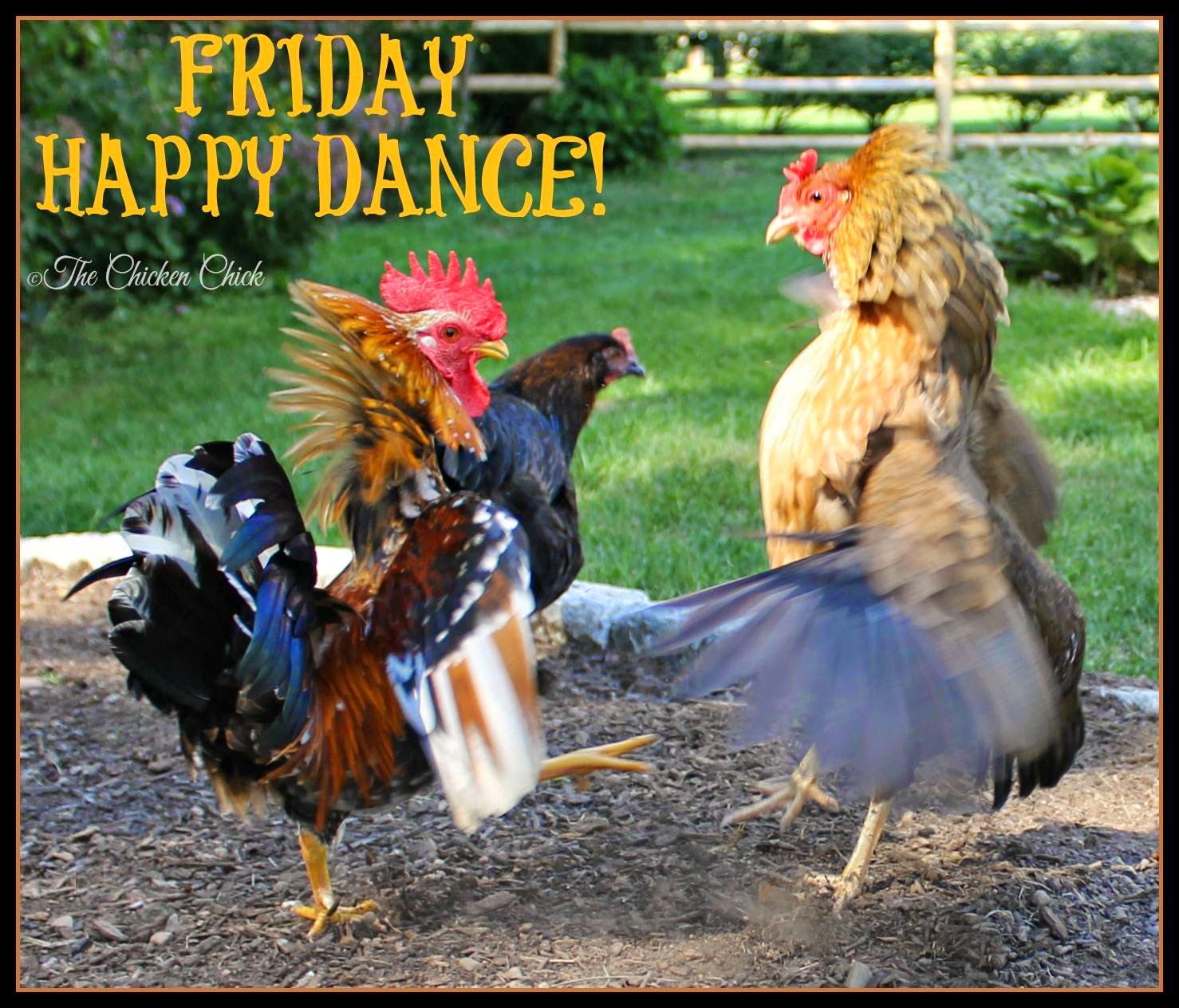 The Chicken Chick®: Flock Focus Friday 9/12/14