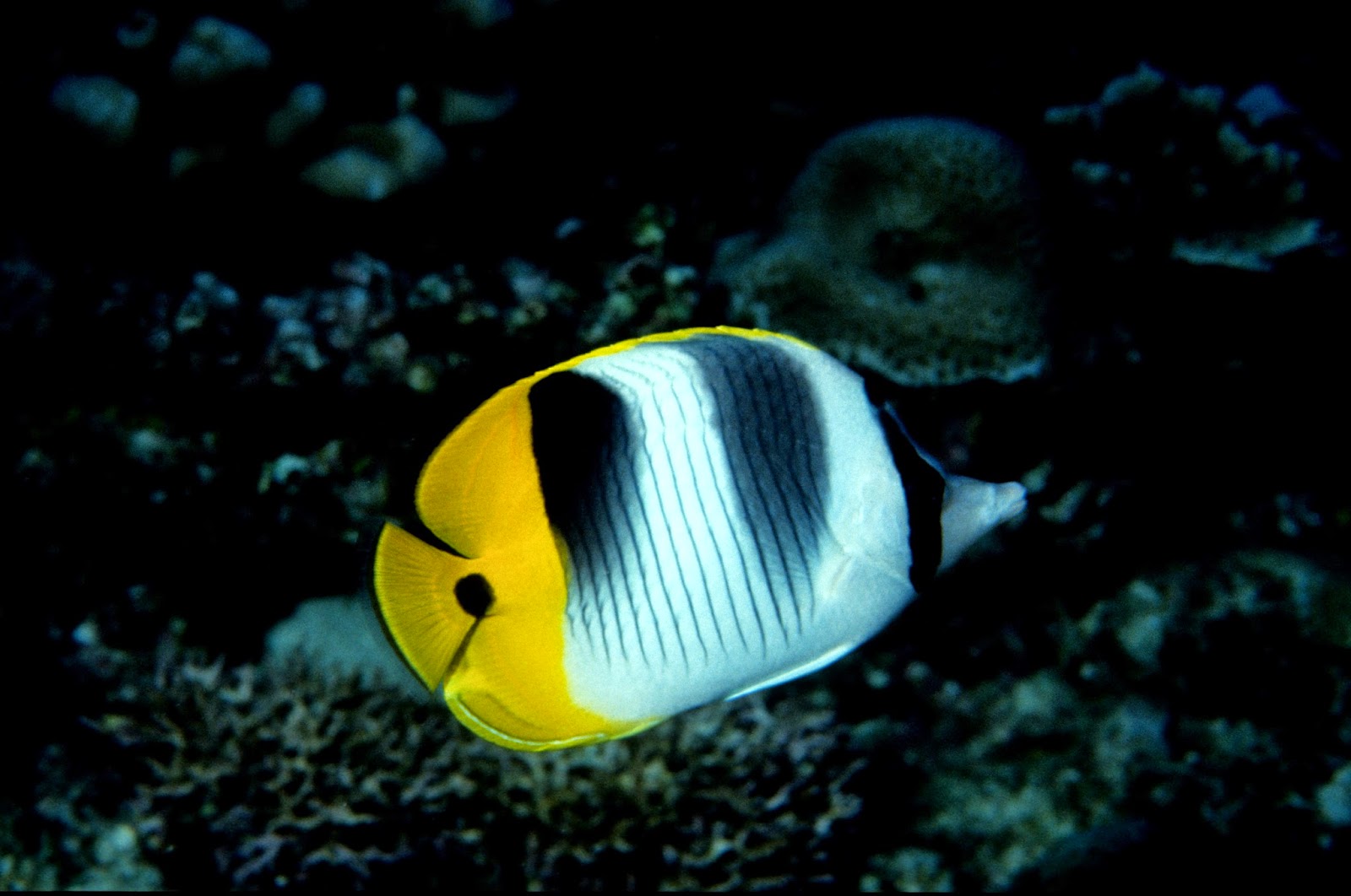 BUTTERFLYFISH photos - wallpapers | the fun bank