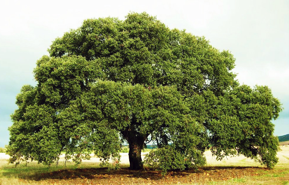 Los Árboles y su Historia