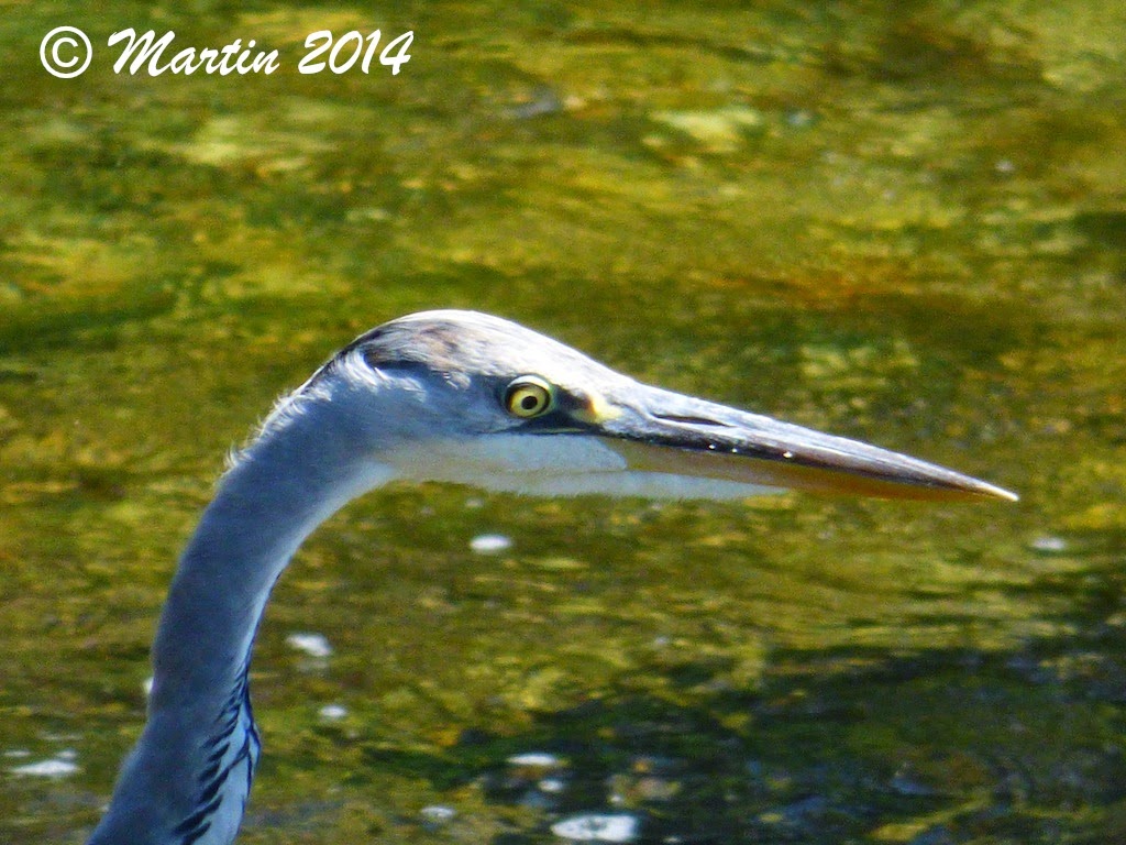 Miradas Cantábricas: La Garza Real que se fotografio una vez al dia...