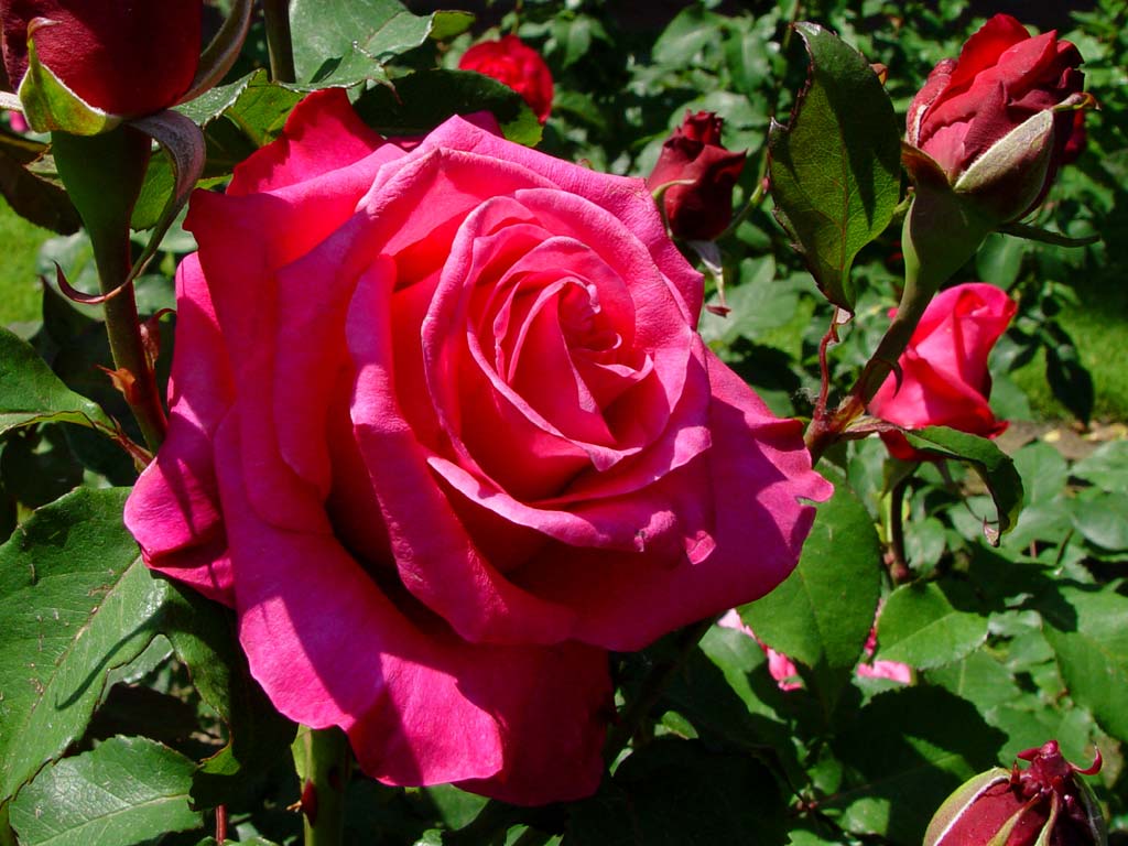 Besplatne Pozadine za Desktop: Crvena ruža, proljeće