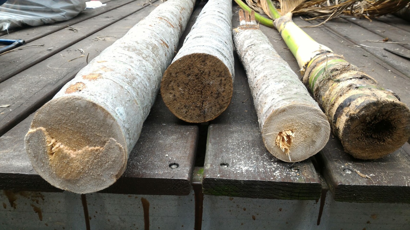 Areca Catechu Tree Reuse