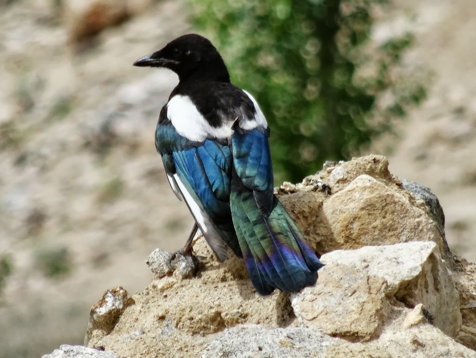 WanderLust: Birds found in Ladakh in August