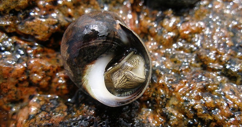 Kookkuns: Alikreukel / Periwinkle