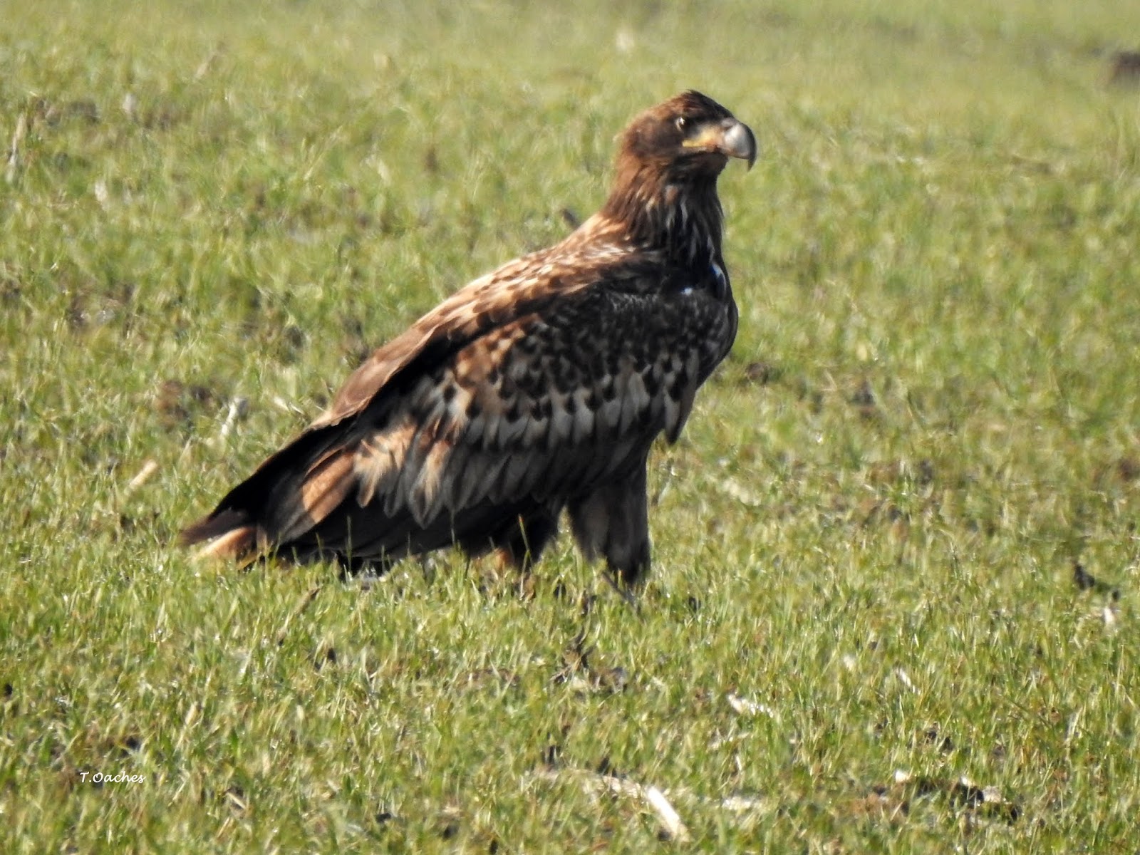 PASARI DIN ROMANIA: codalb