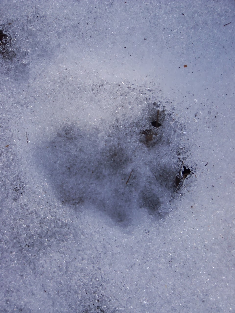 Moje Pasje : Tropy zwierząt