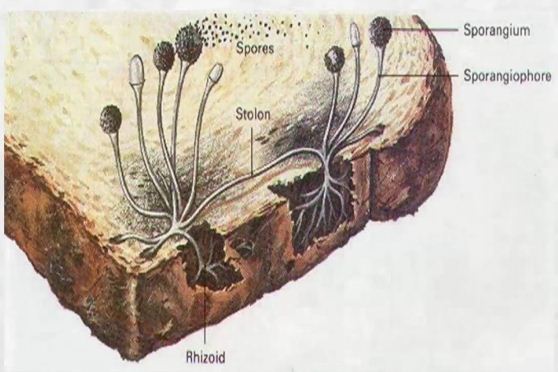 Gambarkan struktur mikroskopis tubuh Rhizopus sp. lengkap dengan ...