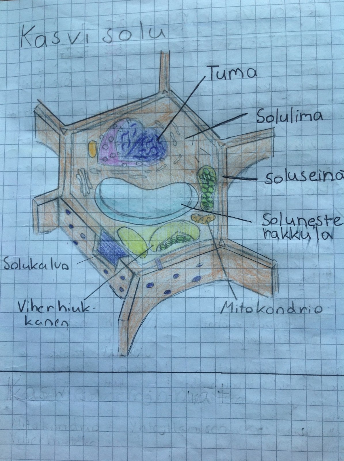 Metsät: kasvillisuus ja sienet