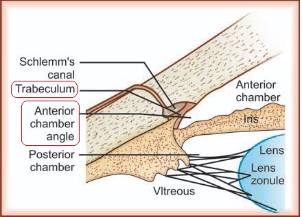 MBBS DOCTORS: What is Glaucoma