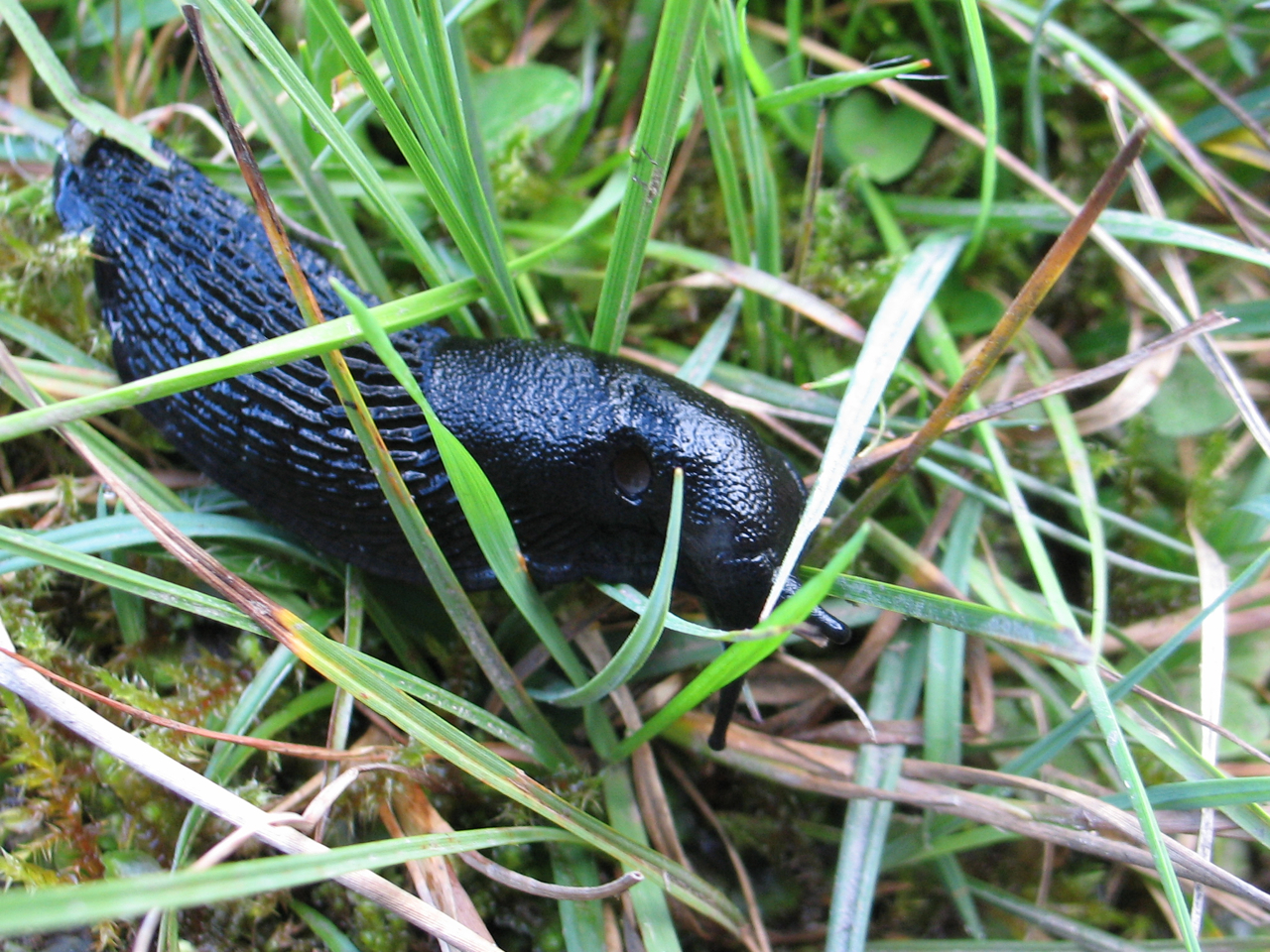 BugBlog: An impressive slug