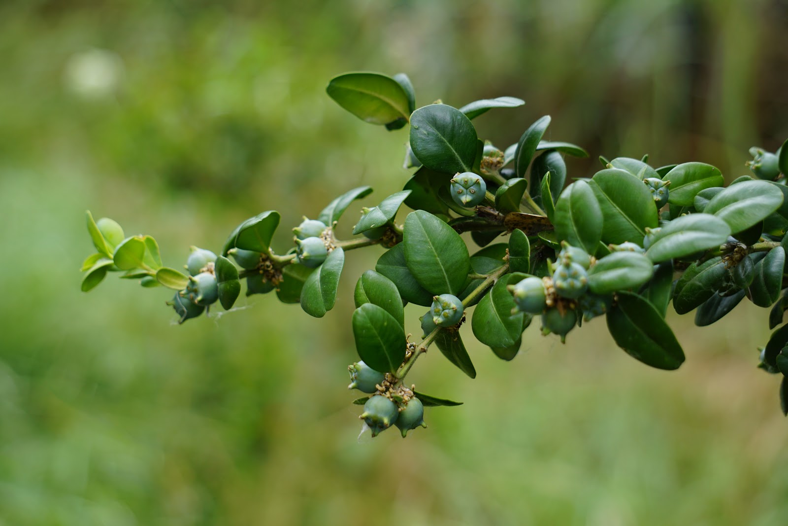 Plantas de Huerta Otea, Salamanca: Boj común (Buxus sempervirens)
