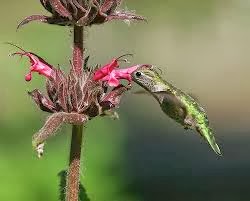 Types of Pollination ~ plant pollination