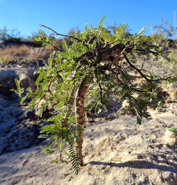danger garden: This weeks favorite, the Mesquite Tree...