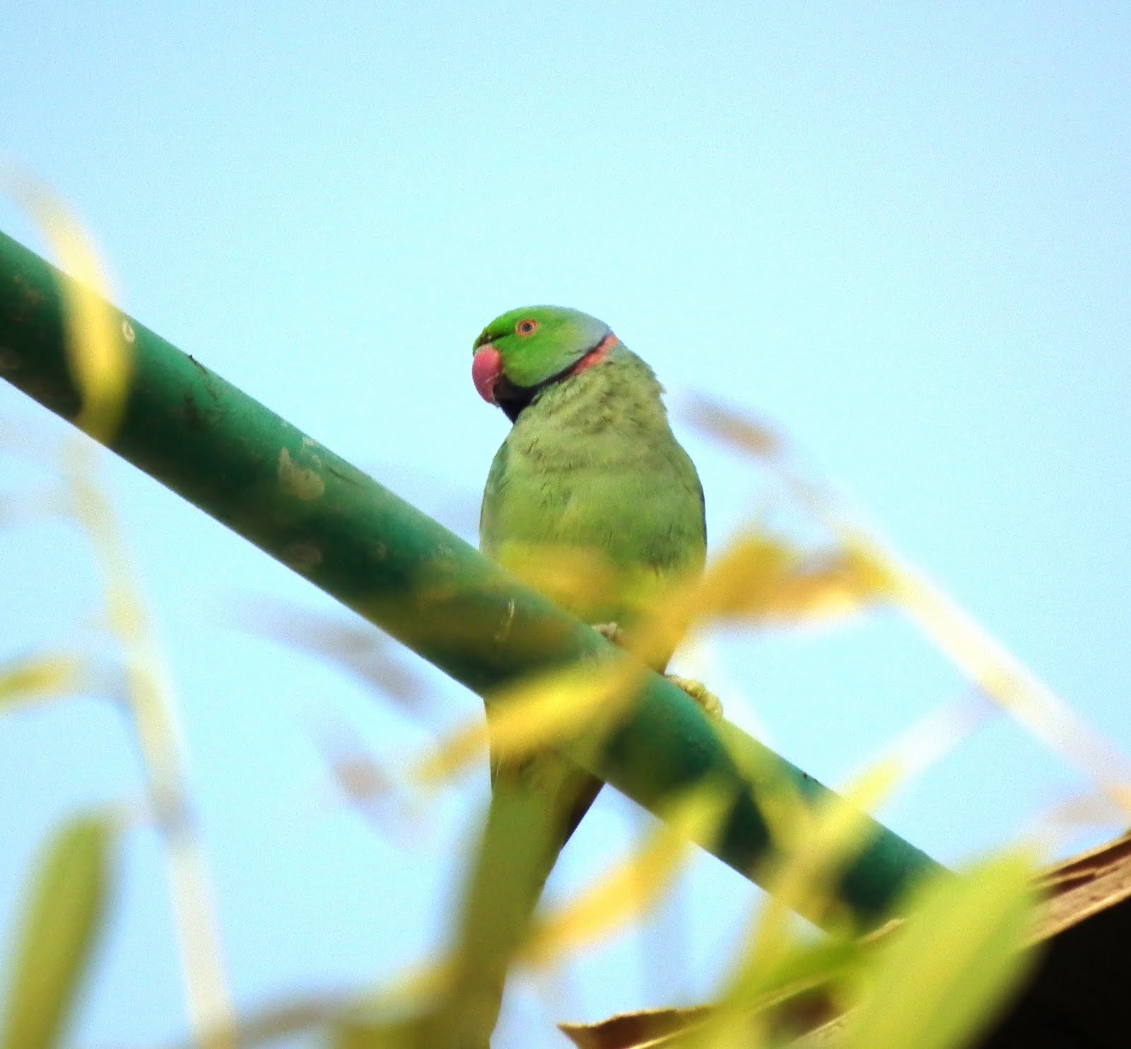The Green Bee Eater: Parakeets