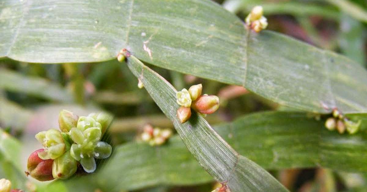 Medicinal Plants: Muehlenbeckia platyclados, Muehlenbeckia platyclada ...