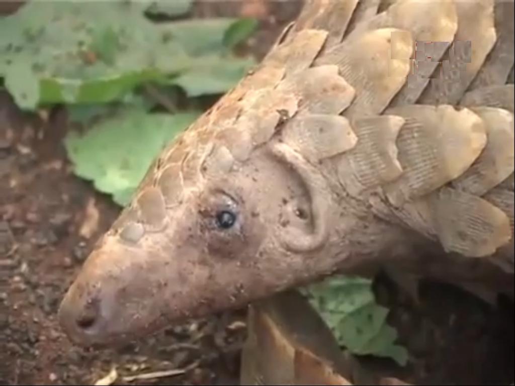 Animal Picture: Pangolins