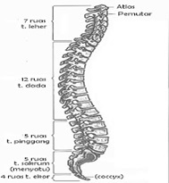 Laporan Anatomi Fisiologi Manusia: Sistem Rangka Manusia "KEL 3 ANFISMAN"