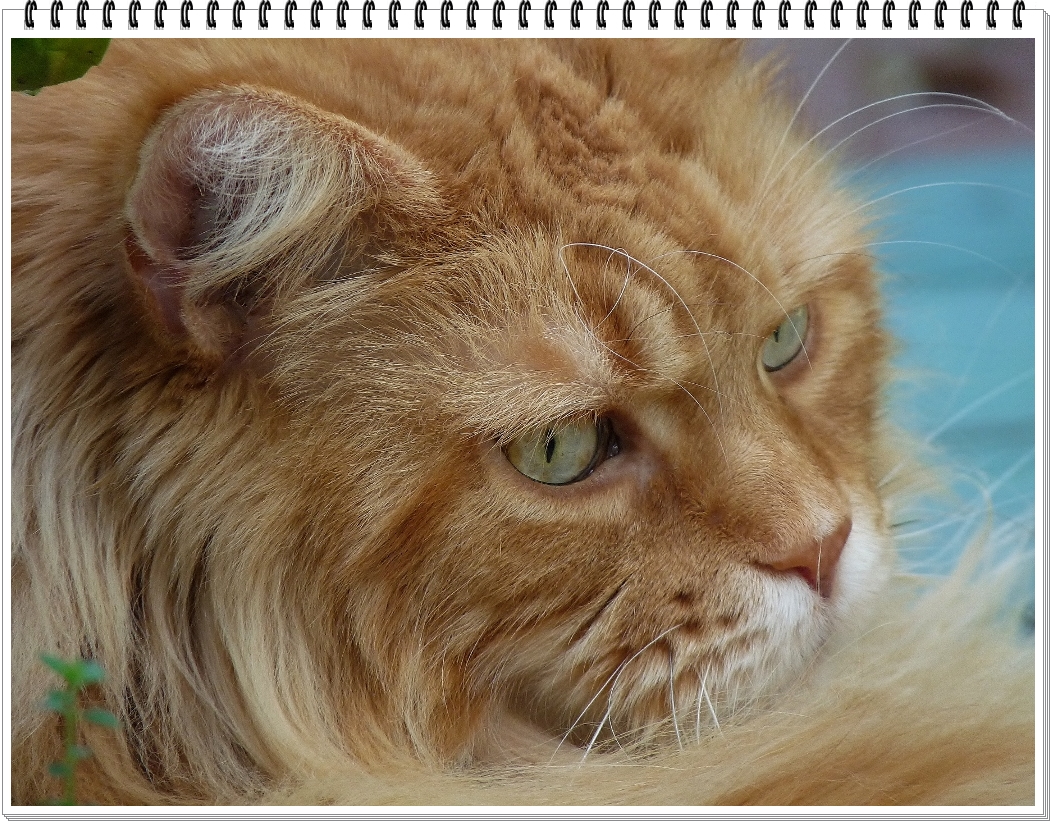 All About Lacocoon Dante: WORDLESS WEDNESDAY WITH DANTE: CALENDAR CAT