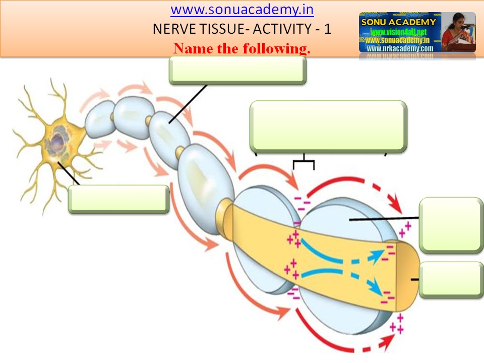 SONU ACADEMY: NERVE TISSUE-ACTIVITY-1