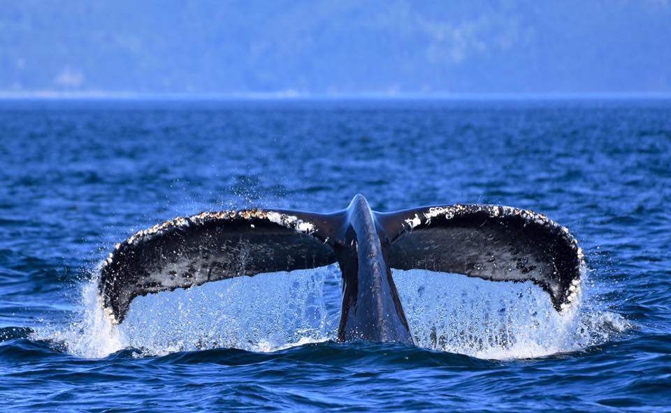Campbell River Whale Watching and Adventure Tours: OUR ADVENTURERS ...