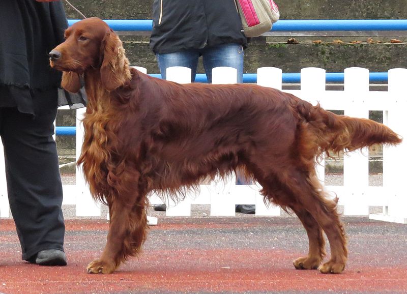 Irish Setter | Excellent Companion Dog and Family Pet | Best Puppys