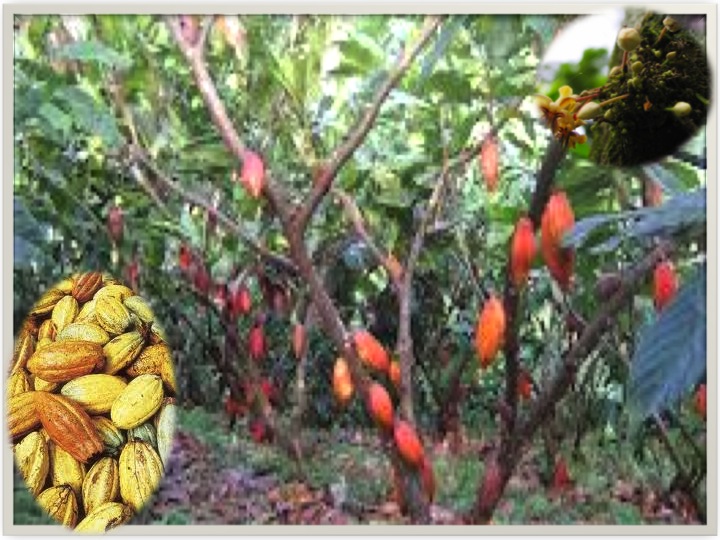 PAPÁBETO y CUCÚ: FRUTAS 05 FRUTAS MEXICANAS: Postres prehispánicos