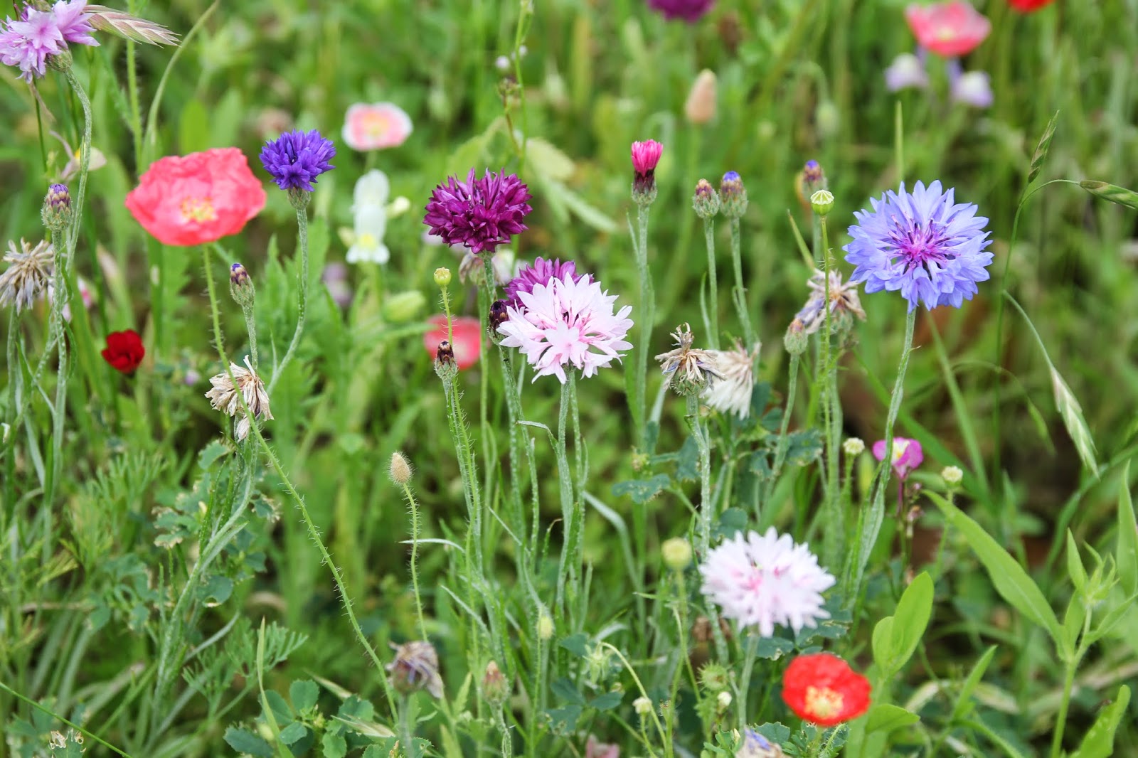The H Factor: Gratuitous Wildflower Post (Happy Spring!!)