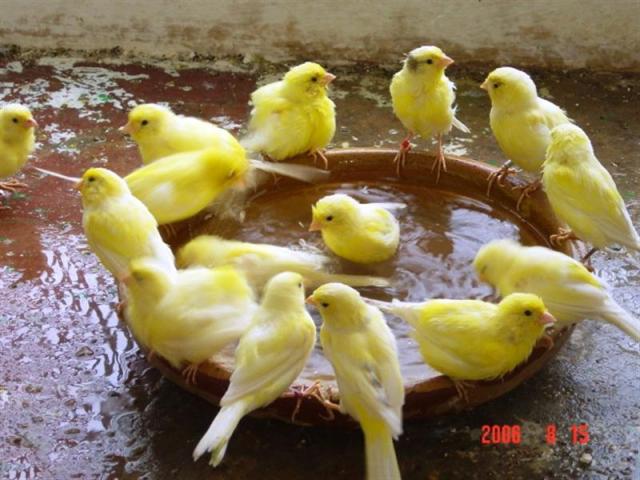 Krasoblog: Κατεβάστε ~ Φωνές καρδερίνας & κελάιδισμα για ...