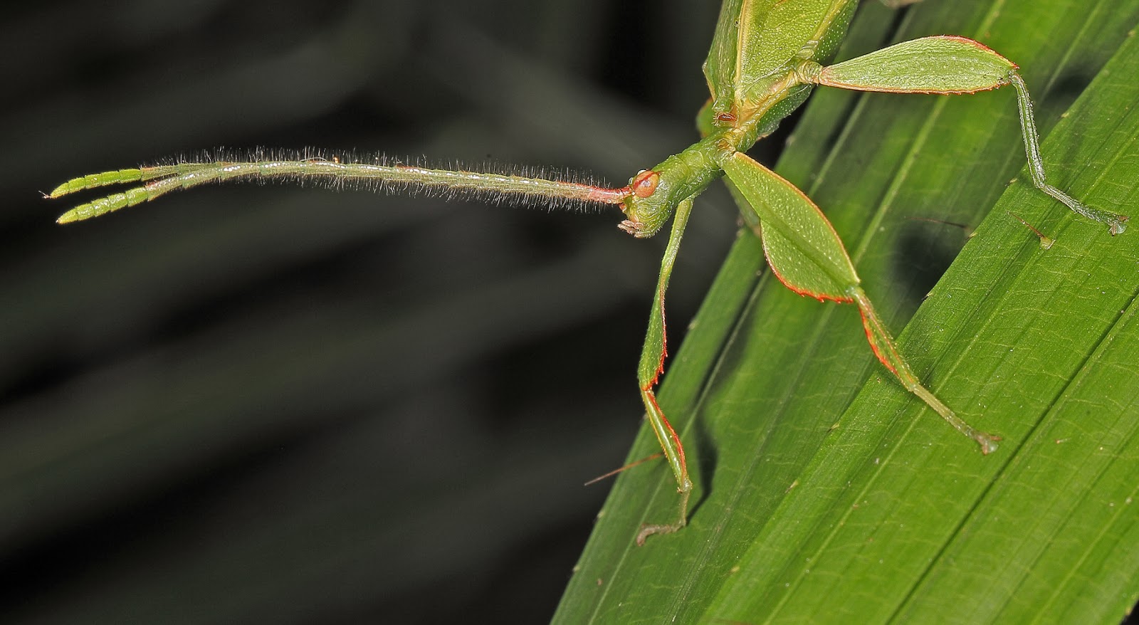BunyipCo: Sticks and Leaves