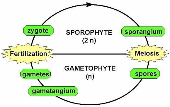 Johnny's little gremlins