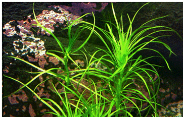 Alma d'Água: Plantas de Médio e Grande porte (A,B,C)