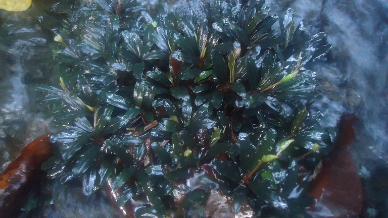 Achtung! My Bucephalandra Page: Buce. sp "Blue Centipede" Borneo