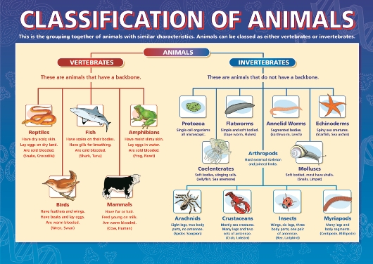 Aula Virtual de Inglés: Esquemas clasificatorios del reino animal