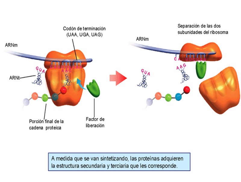 Química Biológica - Paola Beassoni: Dogma central: Traducción