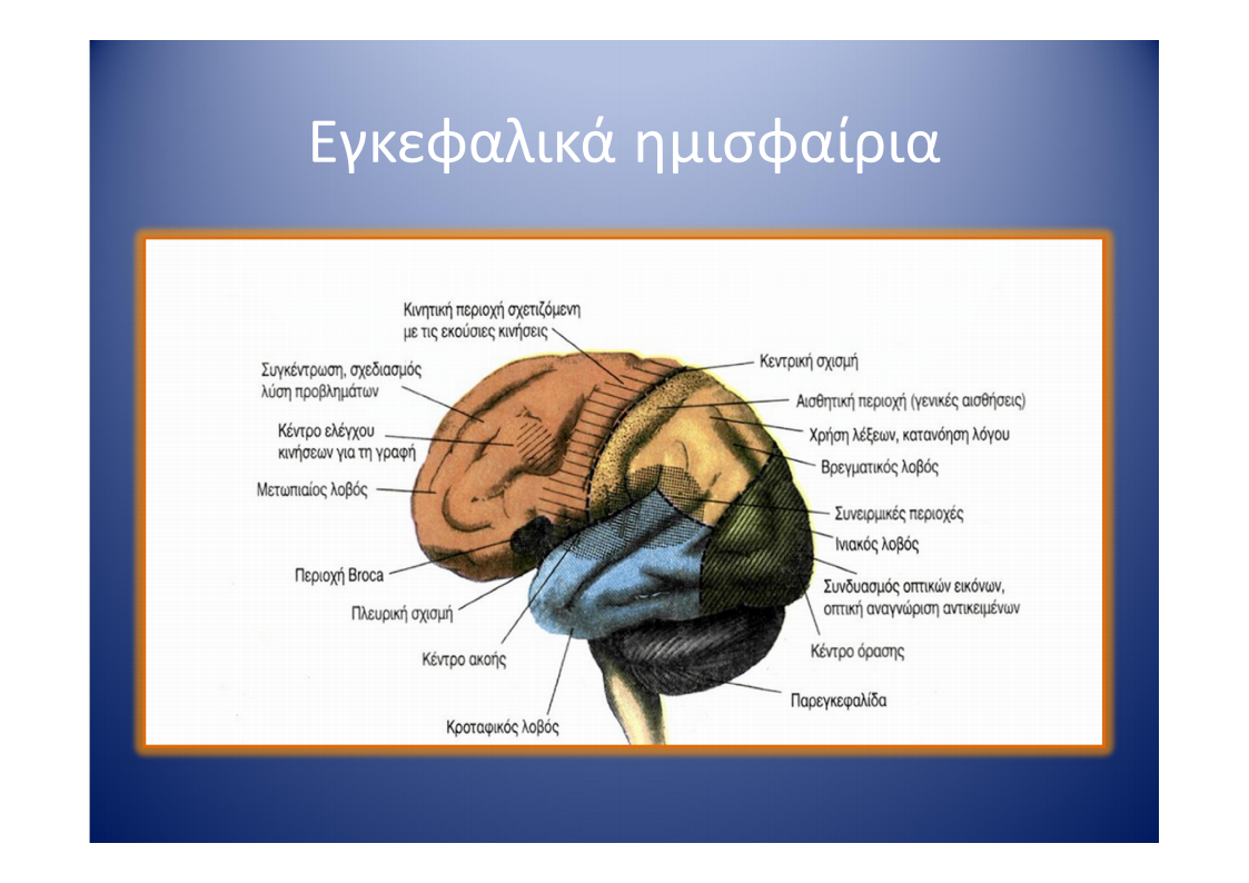 ΒΙΟΛΟΓΙΑ ΛΥΚΕΙΟΥ: ΚΕΦΑΛΑΙΟ 9: ΕΓΚΕΦΑΛΙΚΑ ΗΜΙΣΦΑΙΡΙΑ