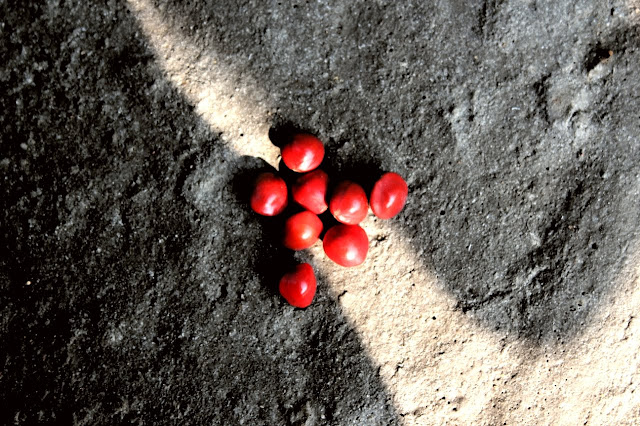 floating world: SAIFF 2009: Manjadikuru/Lucky Little Seeds