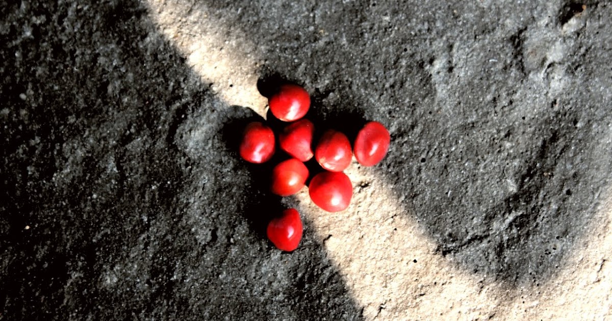 floating world: SAIFF 2009: Manjadikuru/Lucky Little Seeds