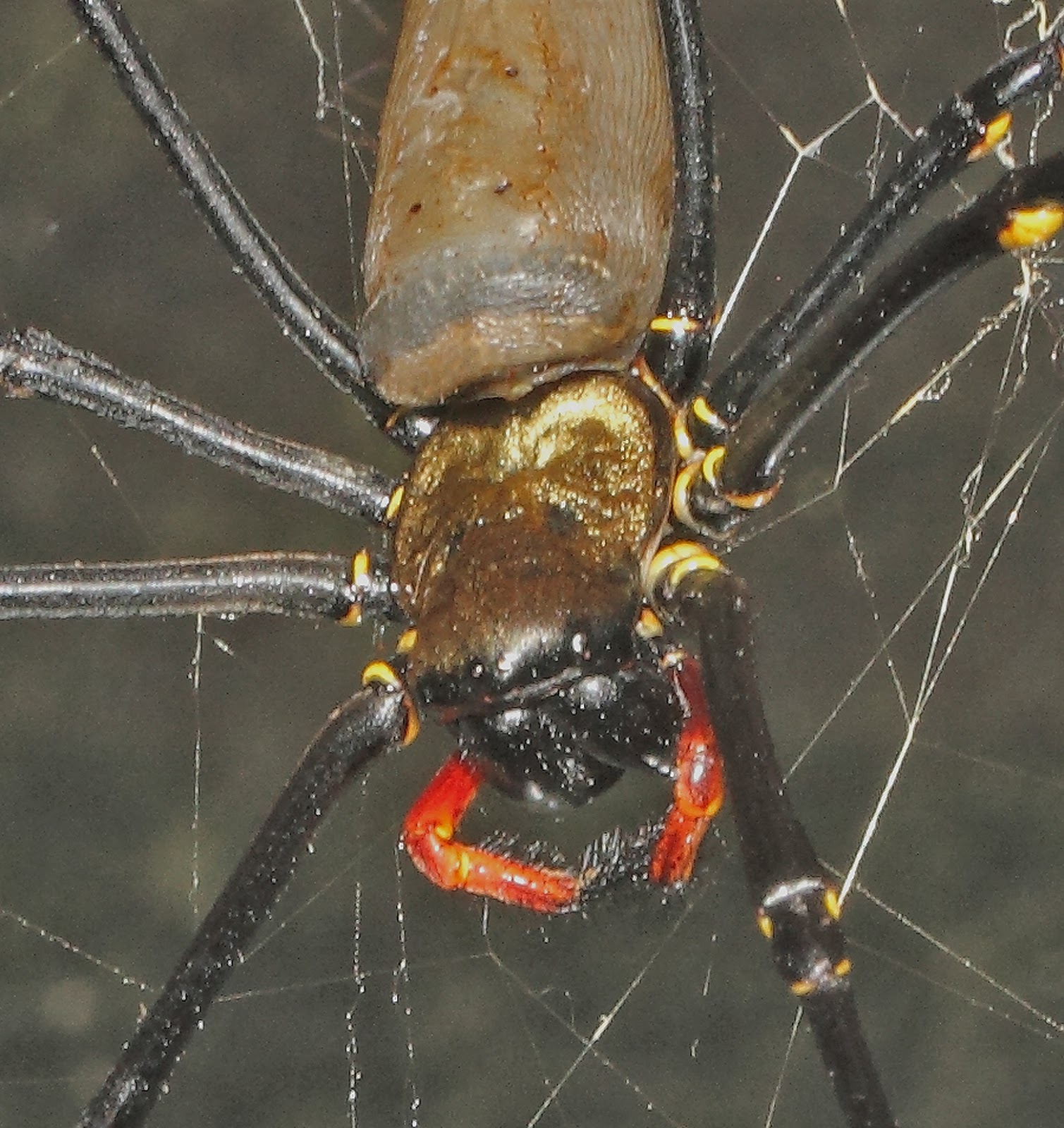 BunyipCo: April 2018