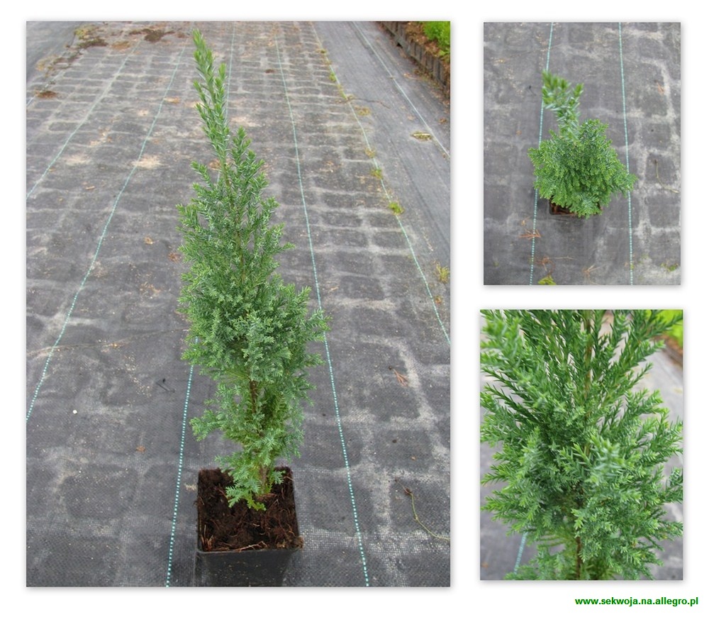 wszystko o kwiatach: Cyprysik lawsona 'Ellwoodii' Chamaecyparis ...