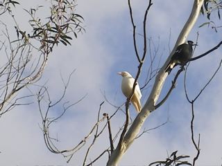The Nature of Robertson: Albino Magpie in Kangaloon