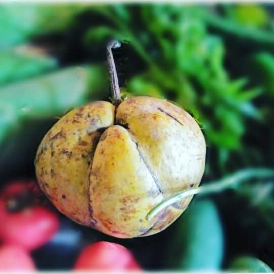 10 Souring Agents in Assamese Cuisine