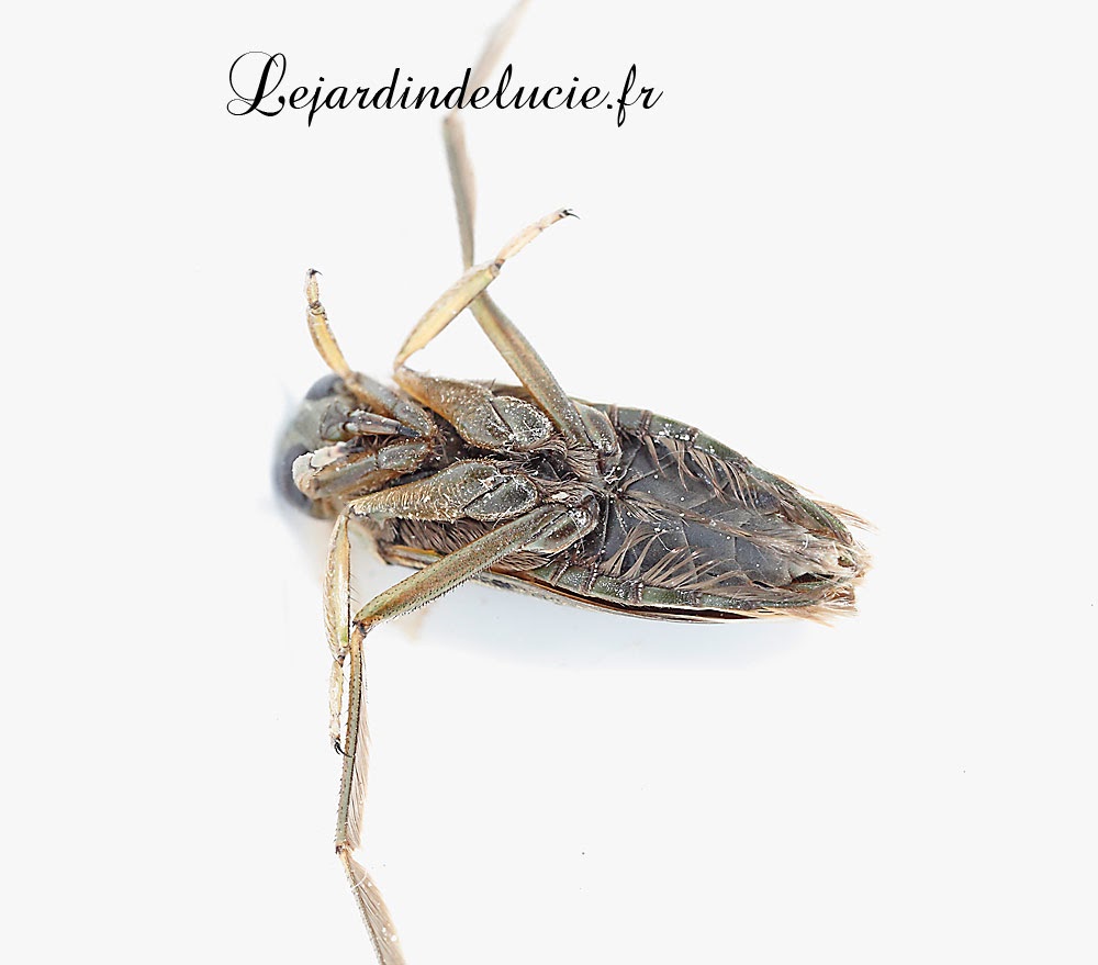 Notonecta maculata, une punaise aquatique