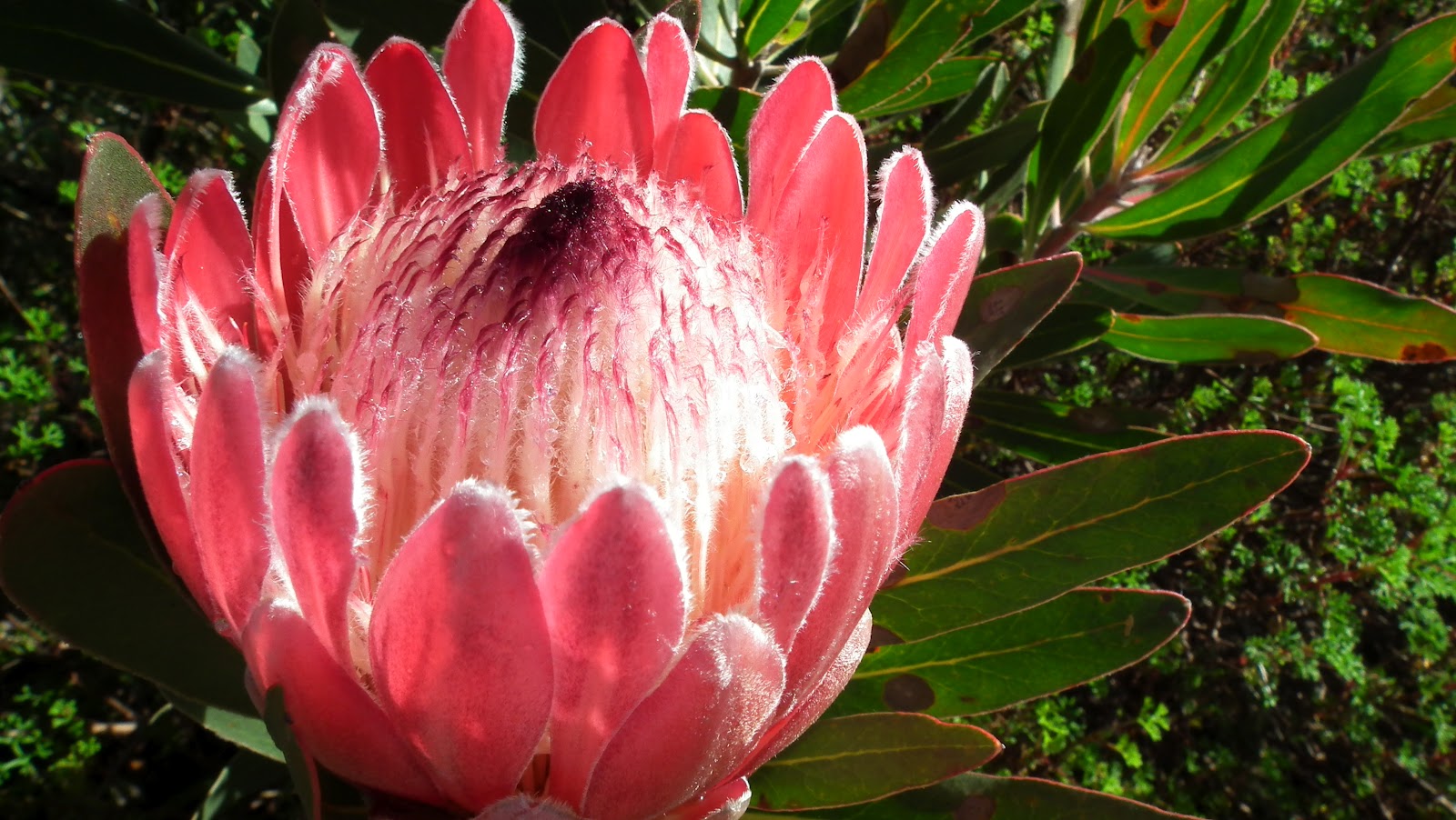 Fynbos Ridge Country House & Cottages Plettenberg Bay: The Fynbos of ...