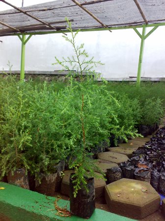 Pohon Merbabu : Bintami (Cupressus sp, ) (6) - FADEL5116