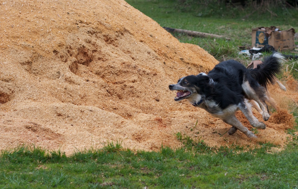 (no)Tails of a Nutty Mutt