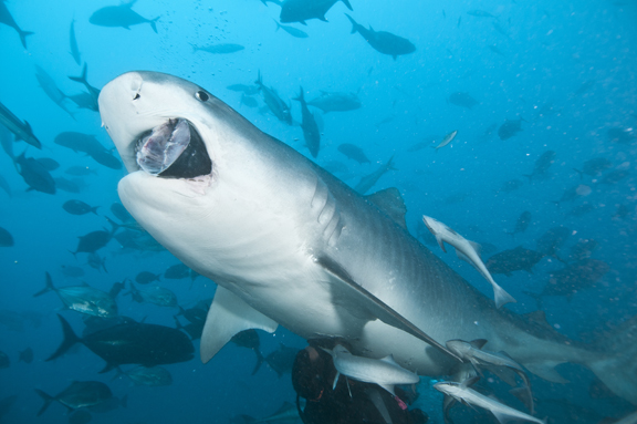 Micro Post: The Sand Tiger Shark |MyRokan